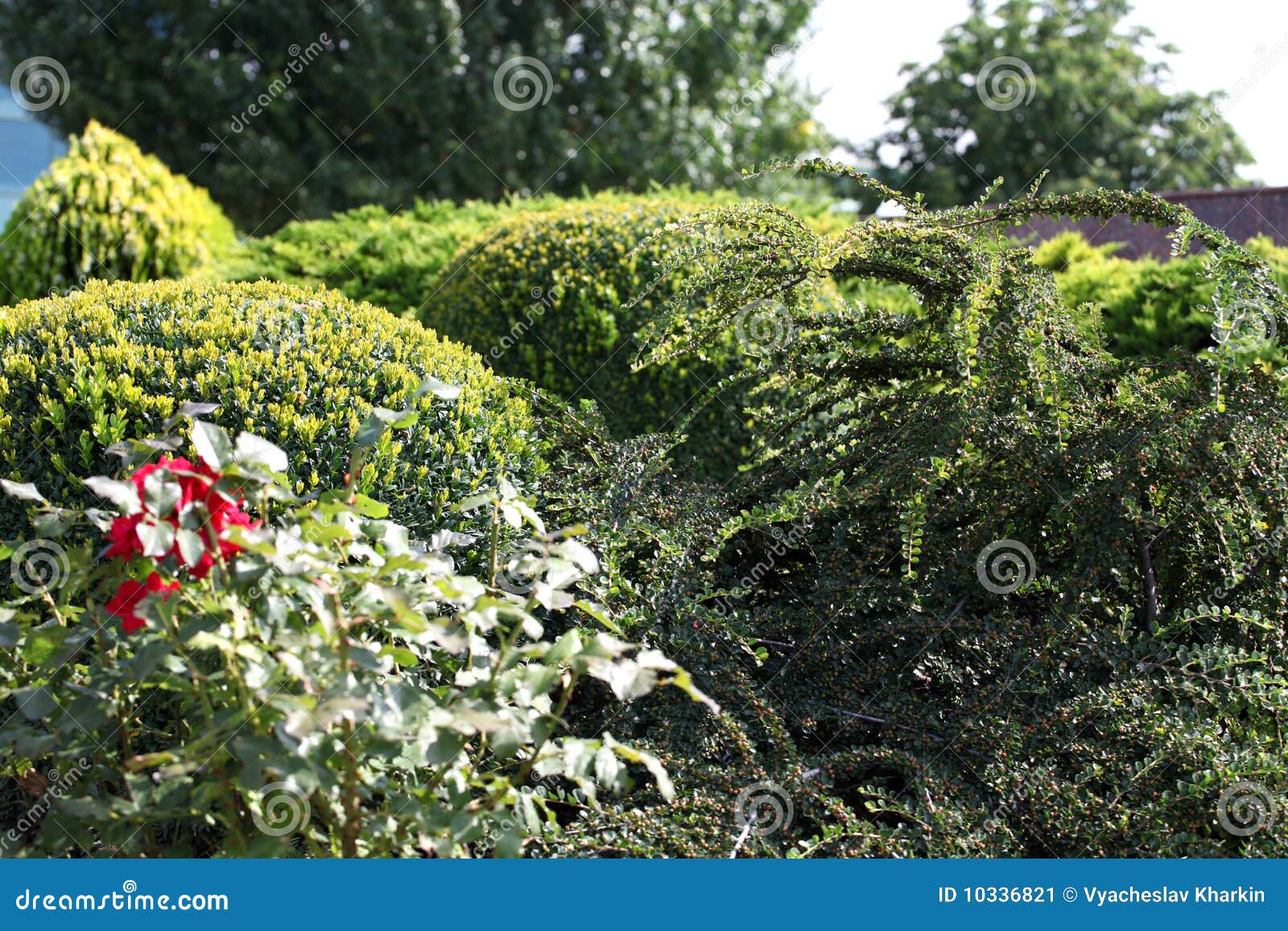 Bushes plant stock image. Image of landscape, grass, greenery - 10336821