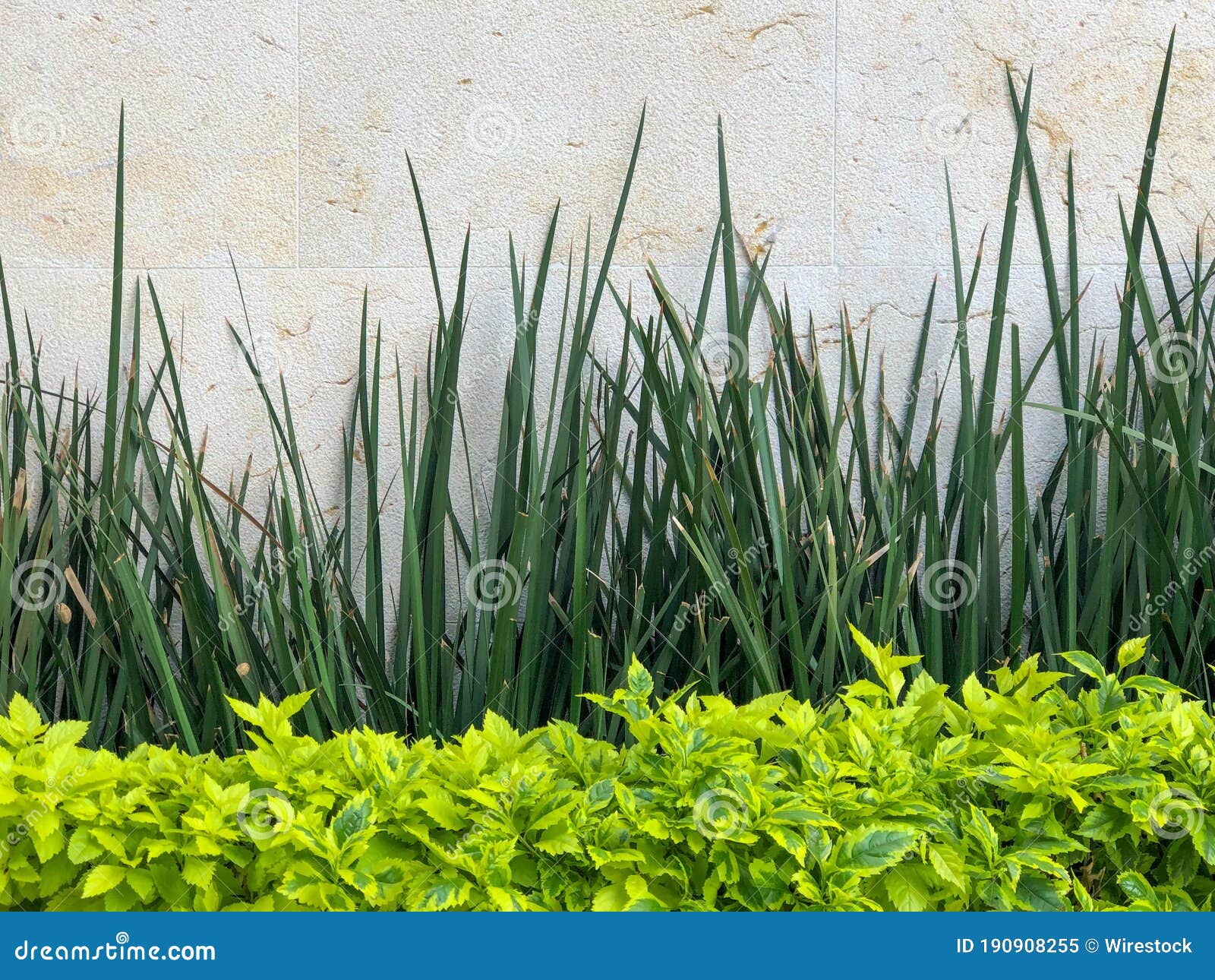 Bushes and Plants by the White Wall in a Garden Stock Image - Image of ...