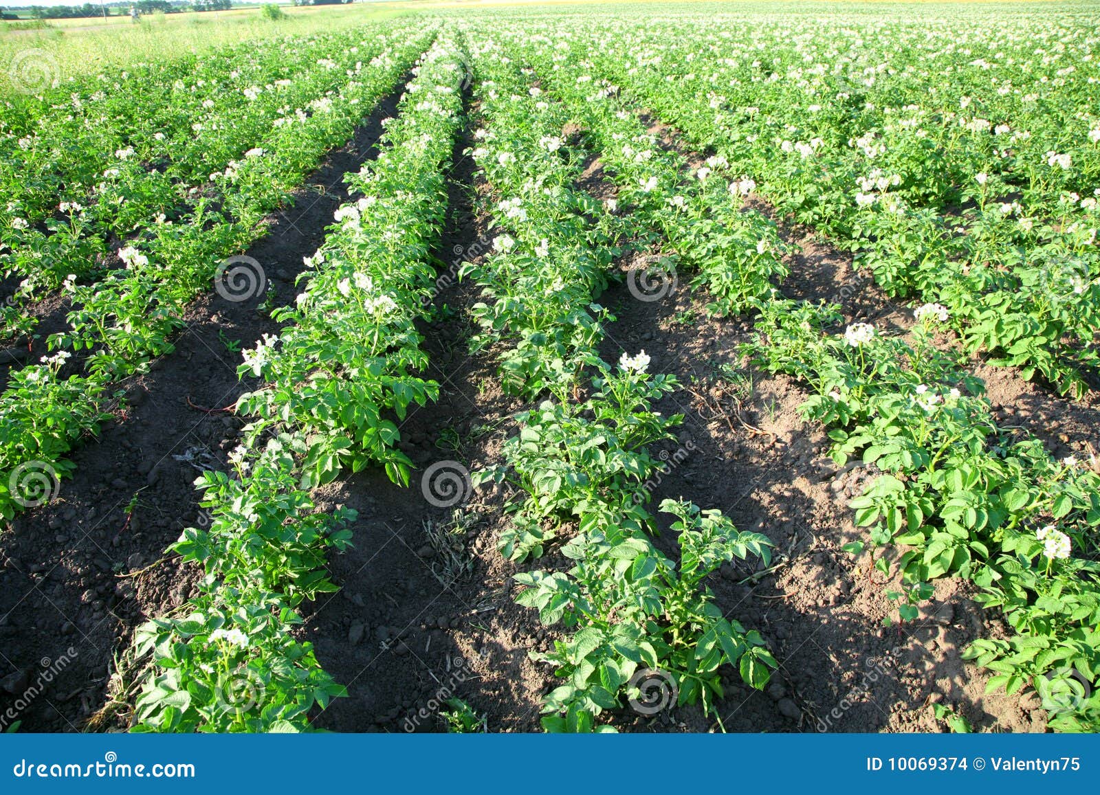Bushes of potato stock photo. Image of vegetation, food - 10069374