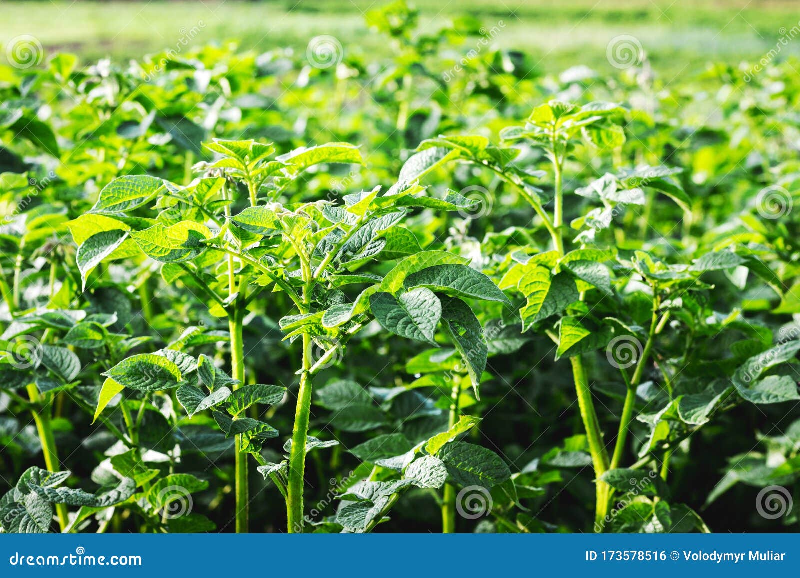 Bushes of Potatoes with Green Leaves on the Beds. Growing Potatoes ...