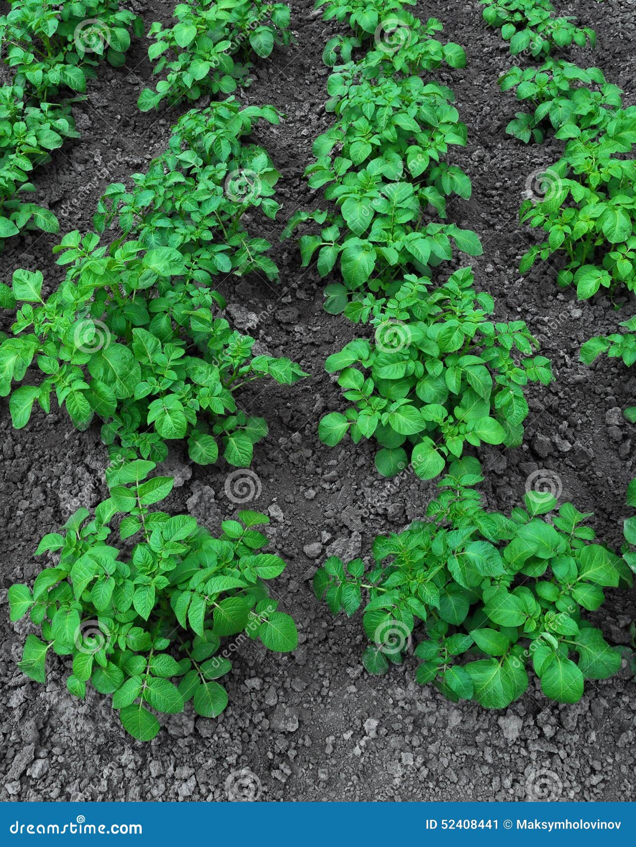 Bushes of potatoes stock image. Image of agrarian, botany - 52408441