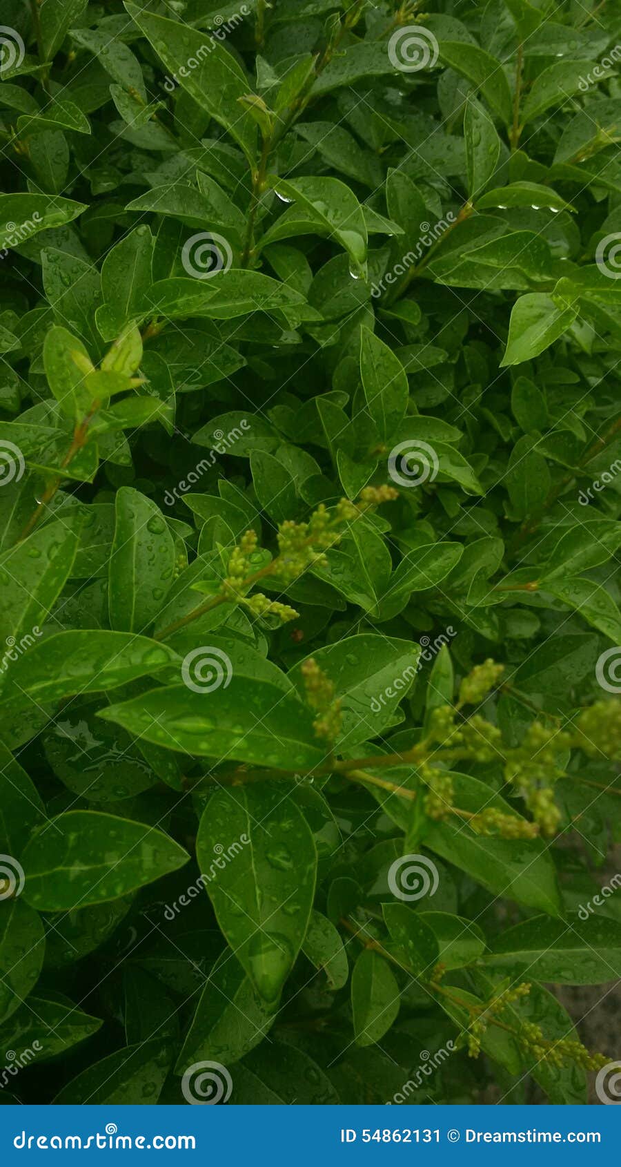 Bushes after rain closeup stock image. Image of raindrops - 54862131