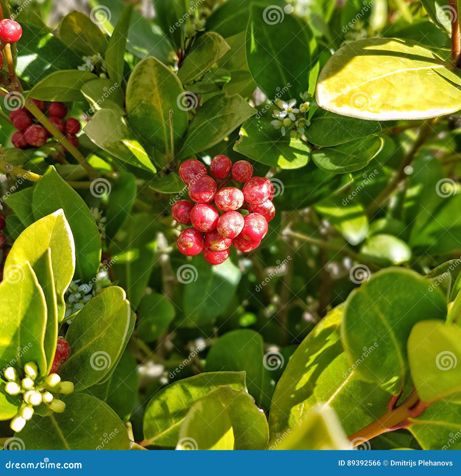Bushes with red berries stock photo. Image of green, beautiful - 89392566
