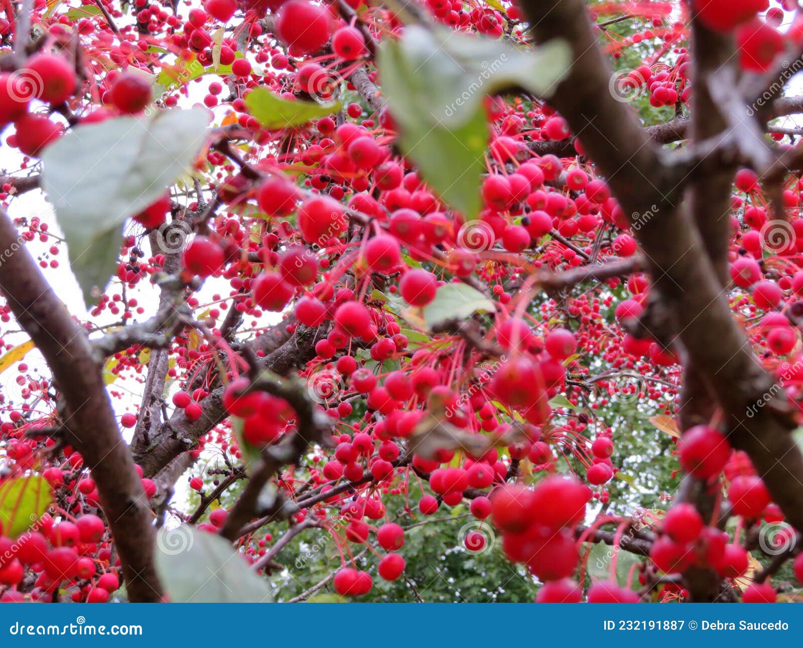 Bushes of red berries stock image. Image of trees, bridge - 232191887