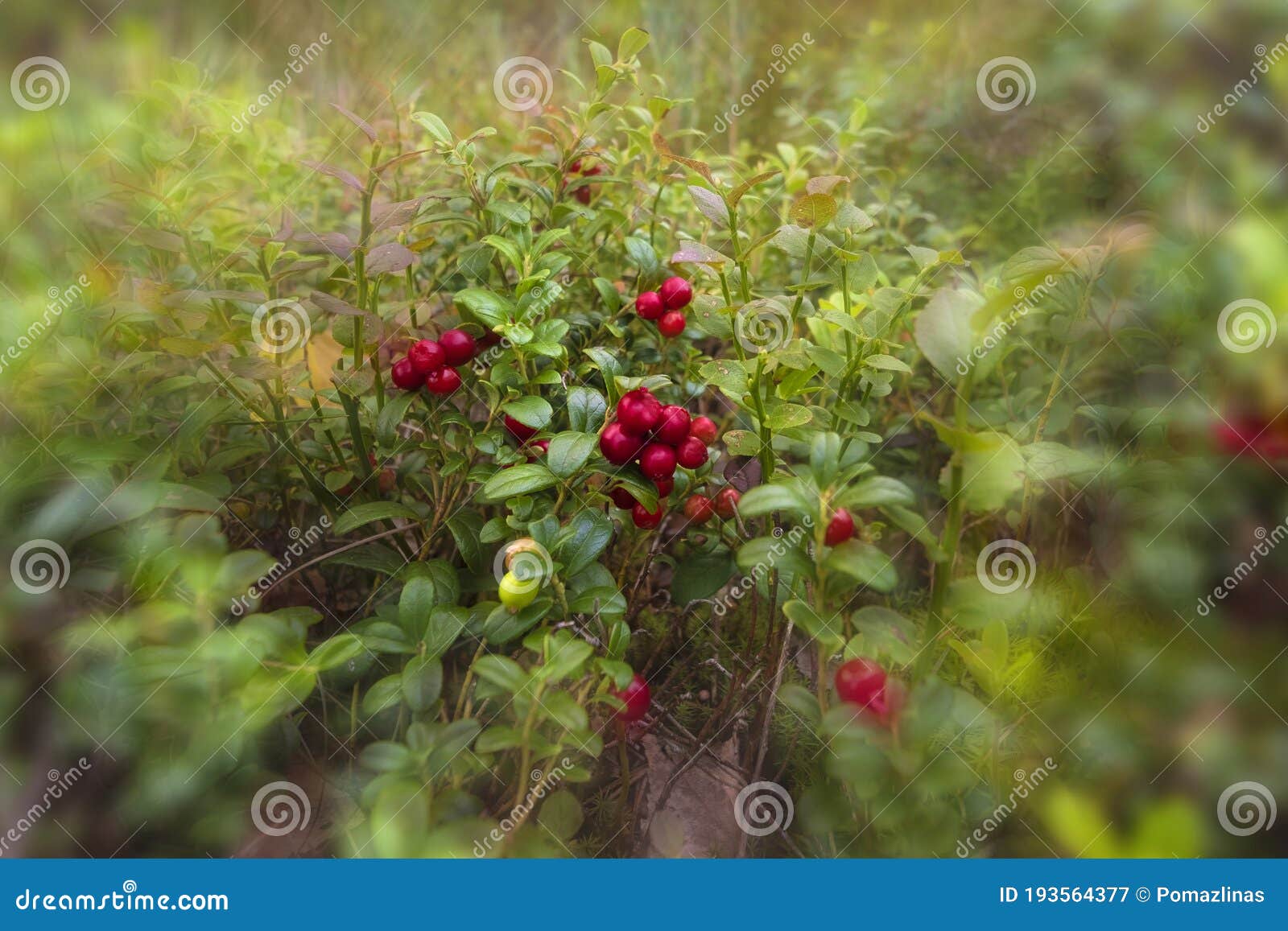 Bushes of Red Berries of Lingonberry in the Forest Stock Image - Image ...