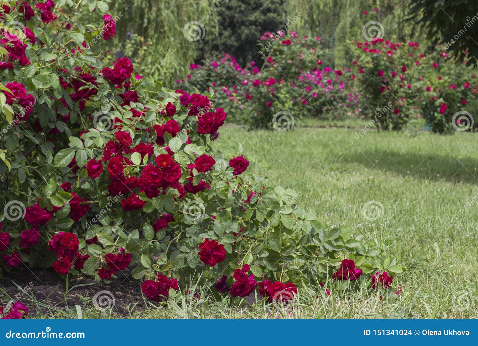 Bushes of Red Roses in the Garden Stock Photo - Image of bloom, color ...