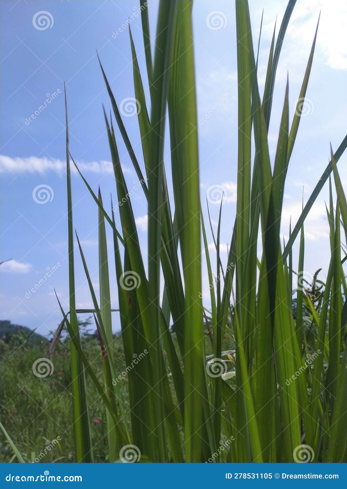 Bushes of Reed Trees Under the Hot Sun Stock Image - Image of trees ...