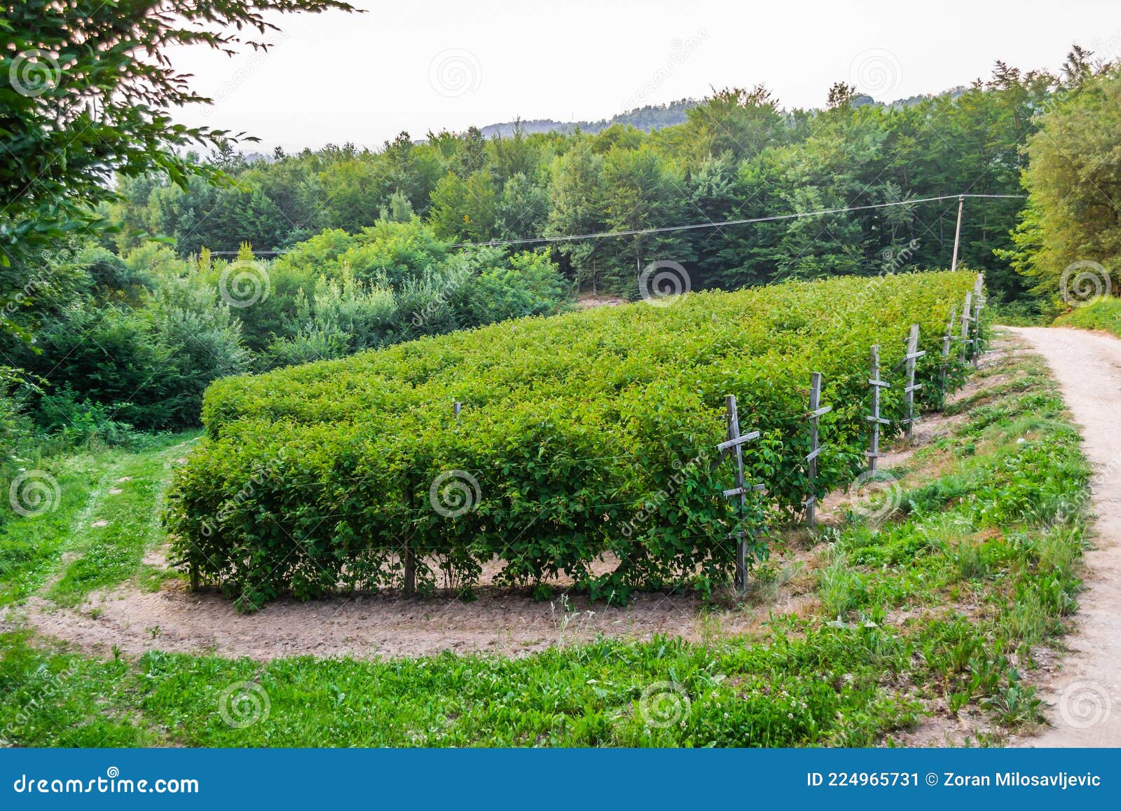 Panorama of the Farm. Field of Raspberry. Stock Image - Image of fresh ...