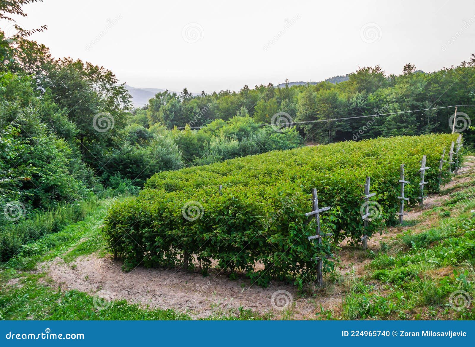 Panorama of the Farm. Bushes of Ripe Raspberries. Stock Photo - Image ...