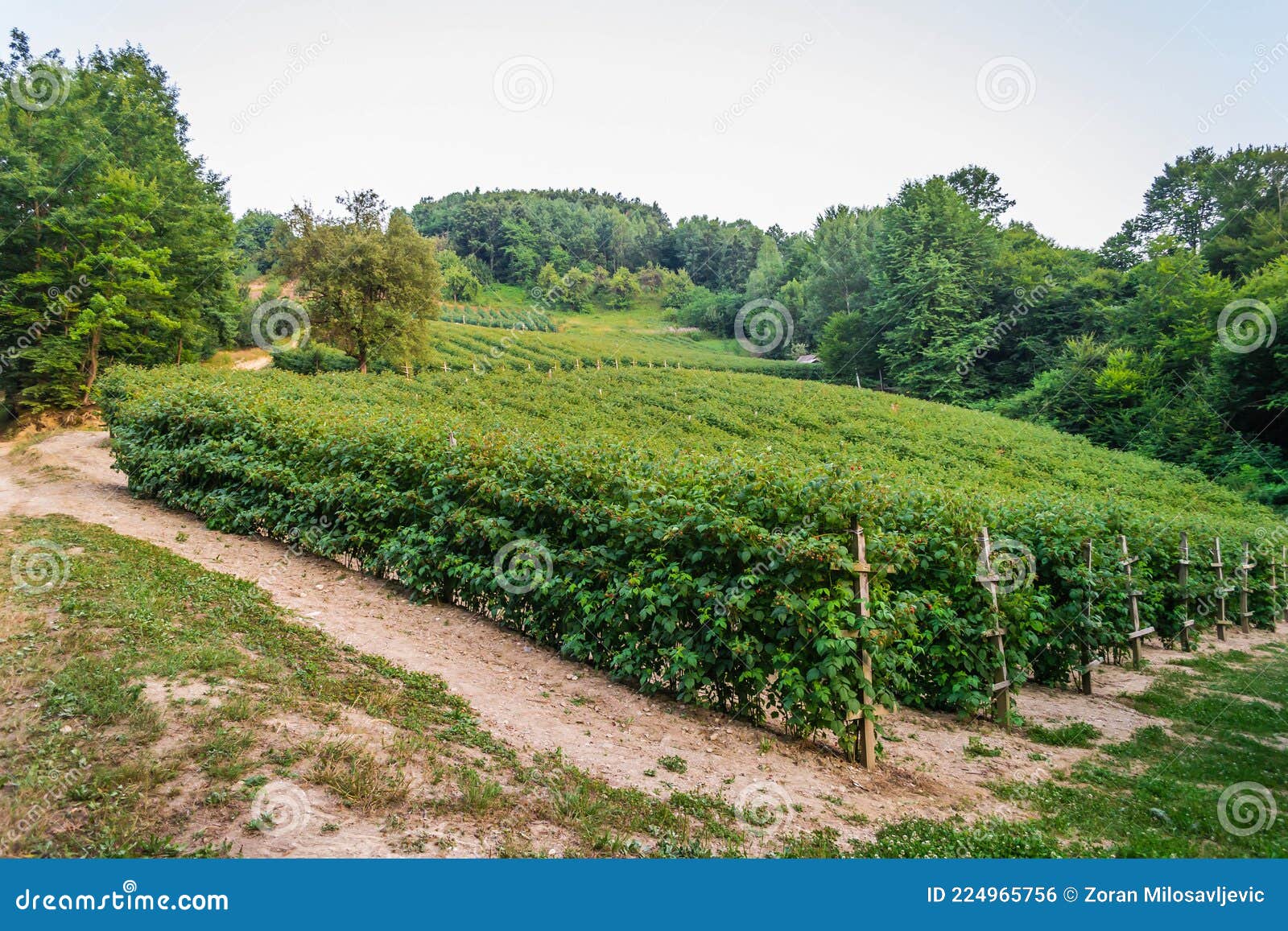 Bushes of Ripe Raspberries. Stock Photo - Image of collect, clouds ...