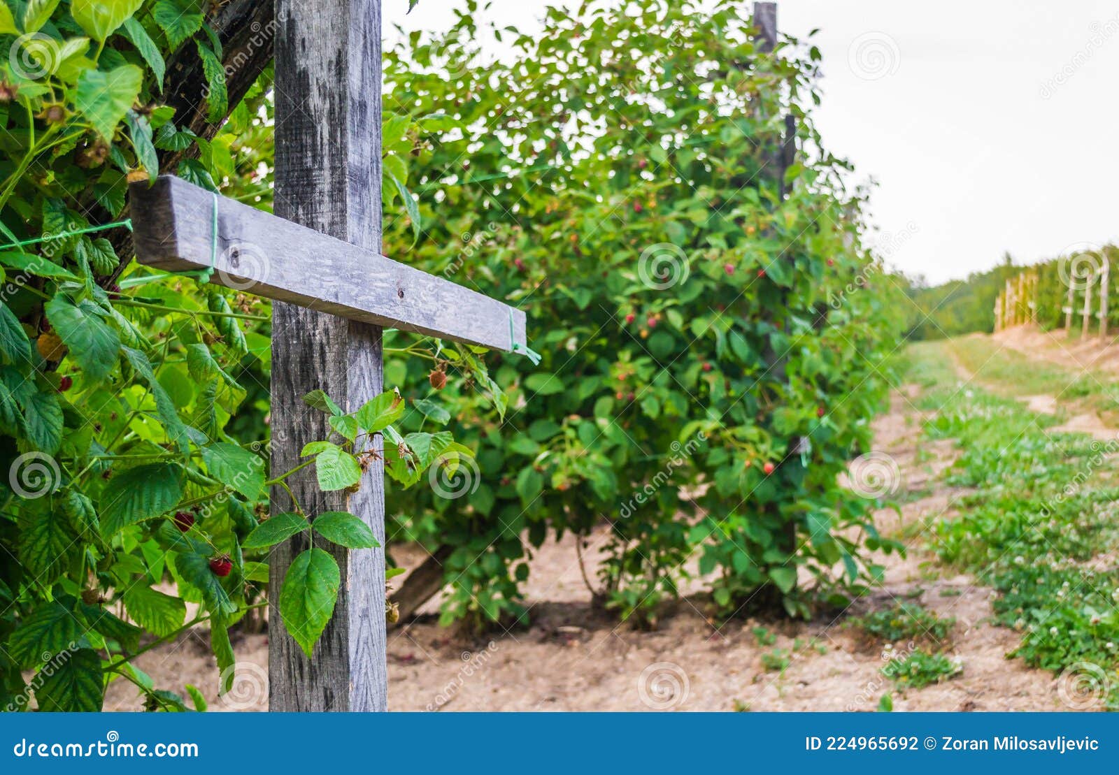 Panorama of the Farm. Bushes of Ripe Raspberries Stock Photo - Image of ...