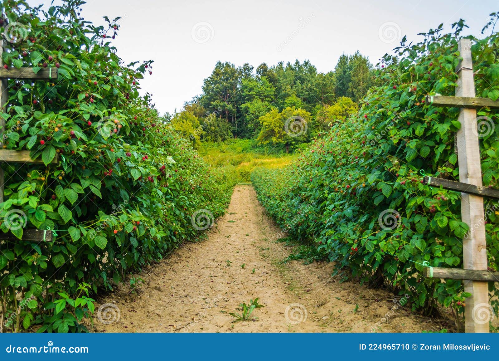 Panorama of the Farm. Bushes of Ripe Raspberries. Stock Photo - Image ...