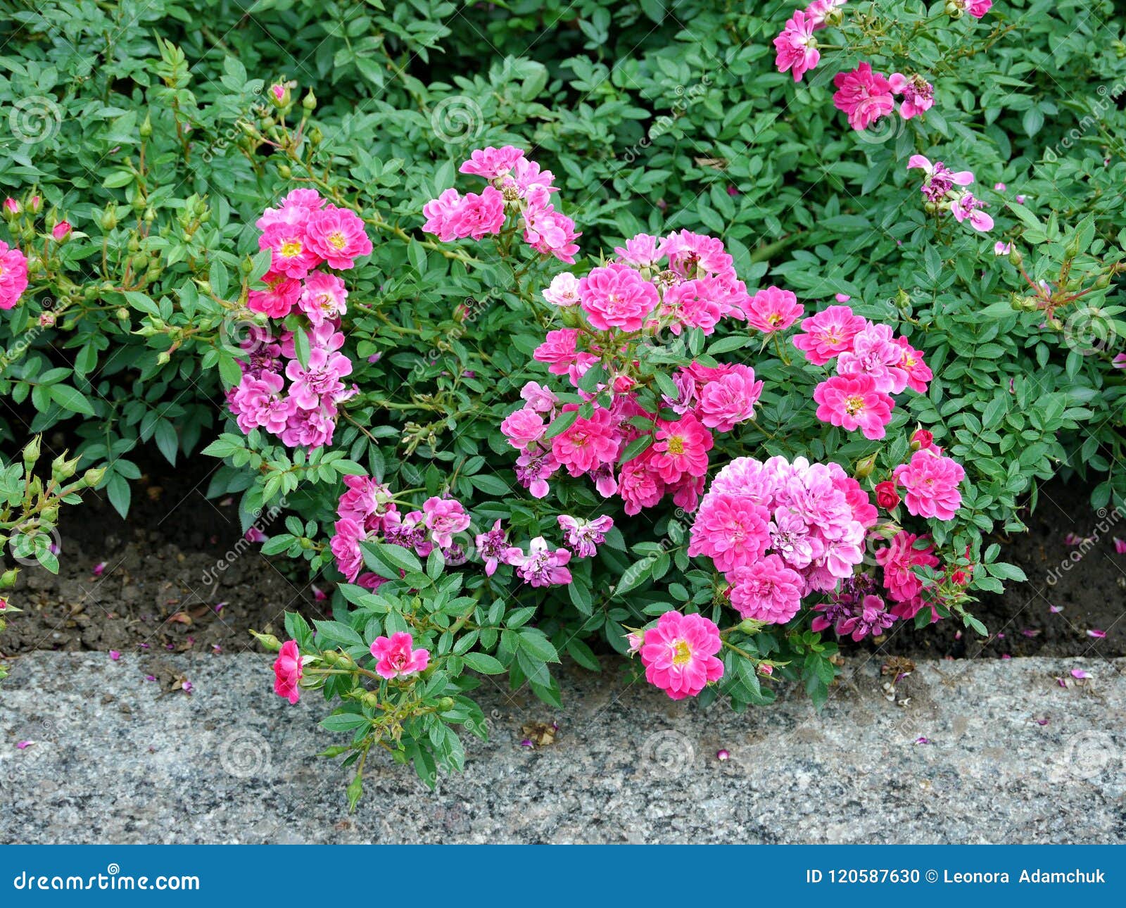 Bushes of Roses with Bright Crimson Colors Stock Photo - Image of ...