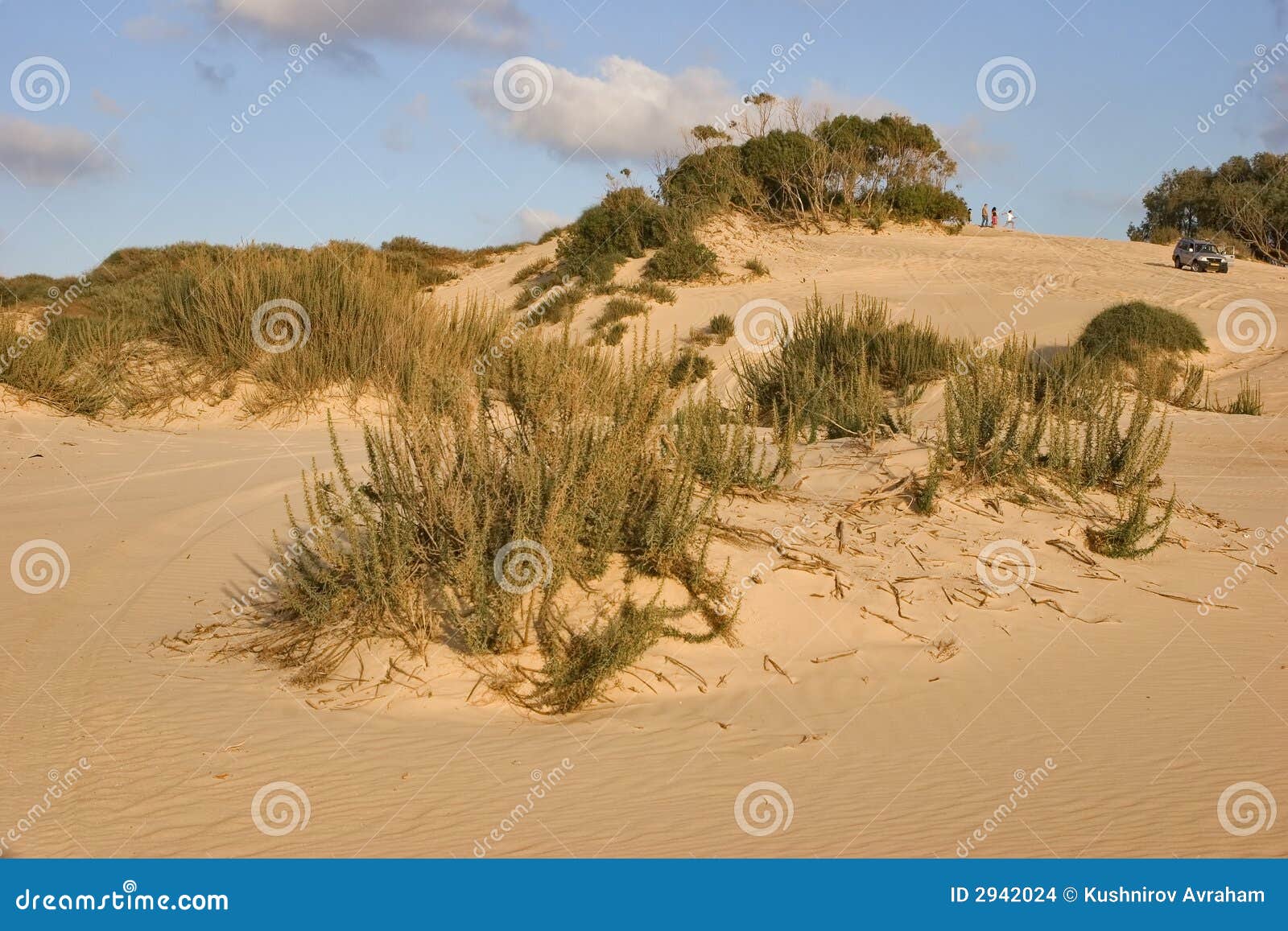 Bushes on sand stock photo. Image of summer, sand, sparse - 2942024