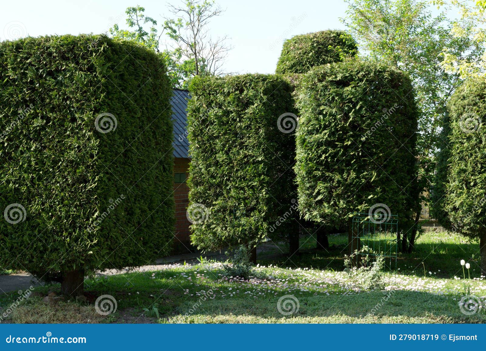 Bushes Shape Design. Thuja Rectangular Shape Stock Image - Image of ...