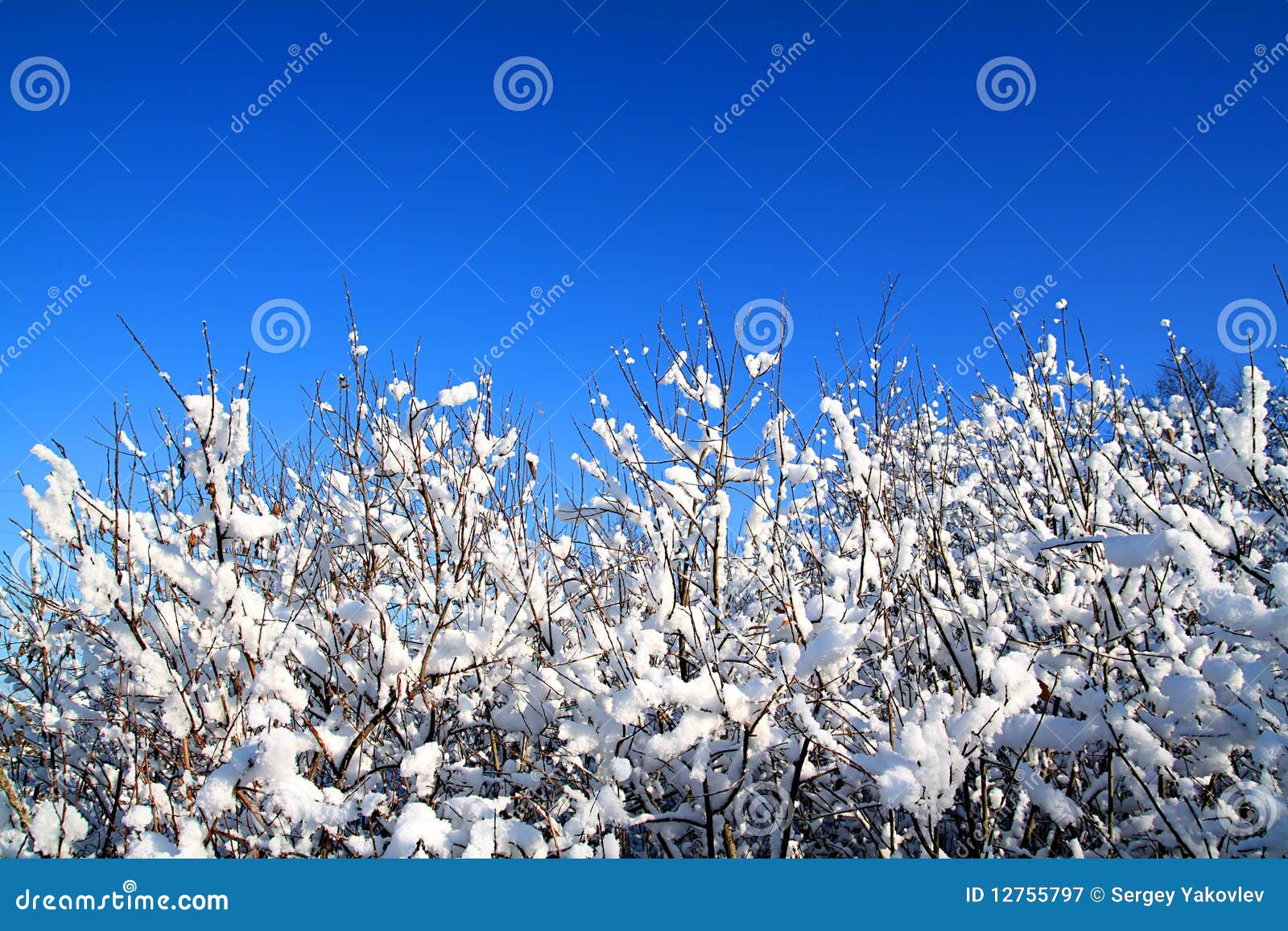 Bushes in snow stock image. Image of north, area, forest - 12755797