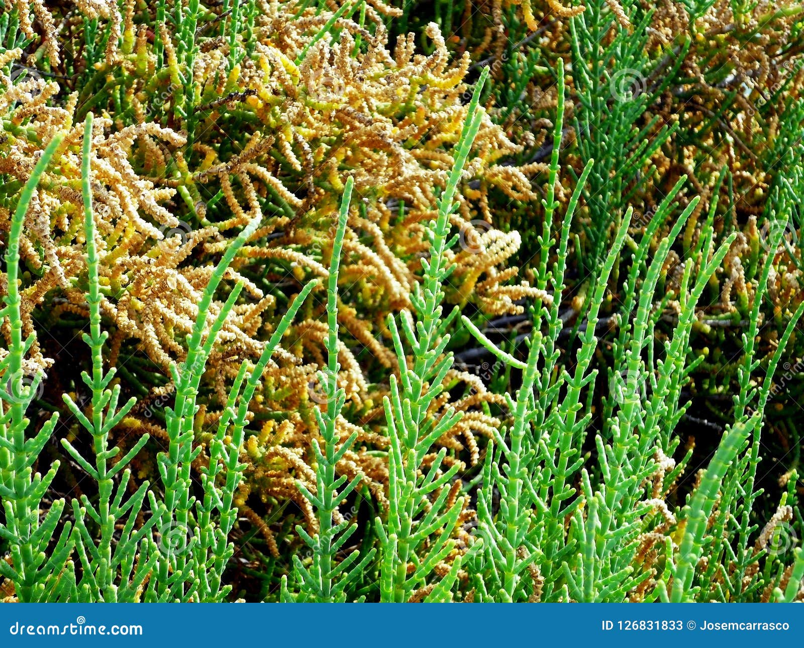Bushes in Spring in the Garden Stock Image - Image of bush, harvest ...