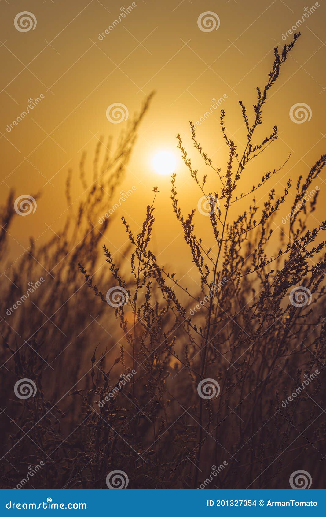 Bushes in the sunset stock photo. Image of sunset, shallow - 201327054