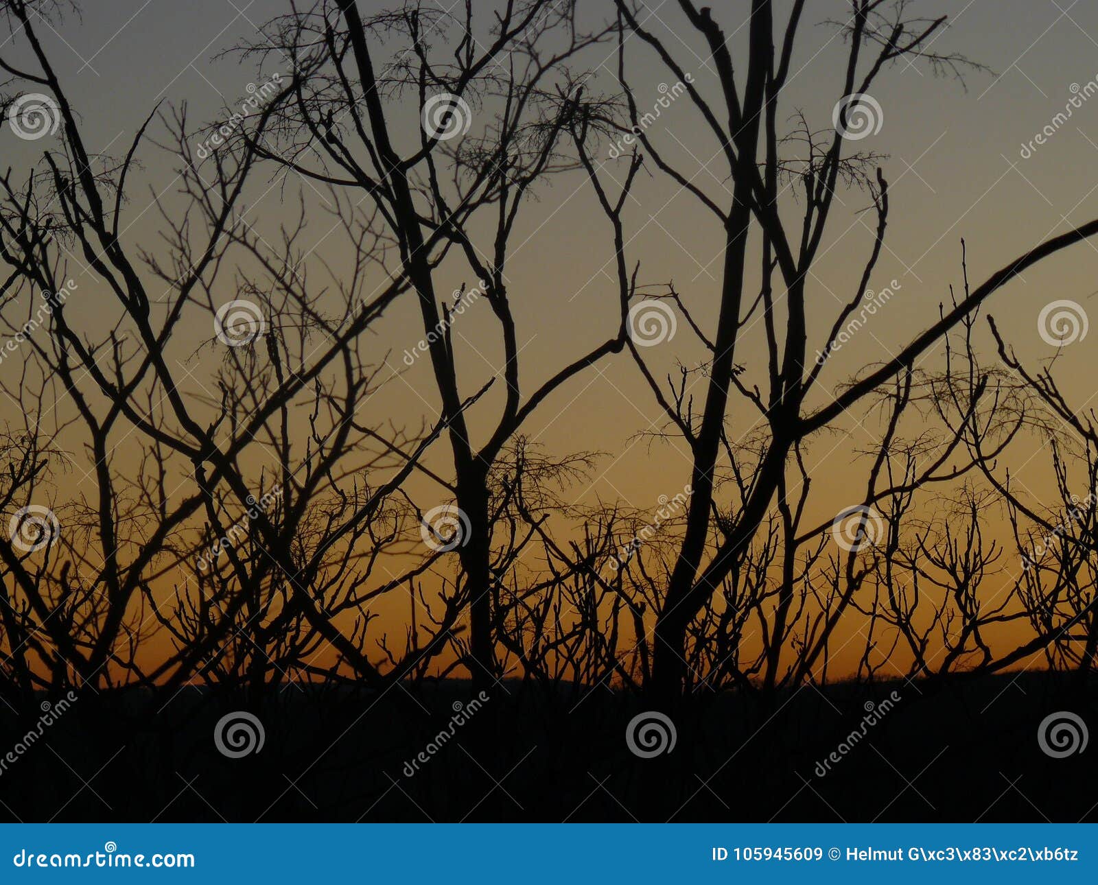 Bushes during sunset stock image. Image of life, bushes - 105945609