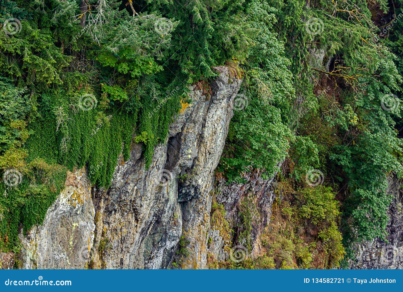 Bushes and Vines Hang Over Edge of Cliff Face in Summer Stock Image ...