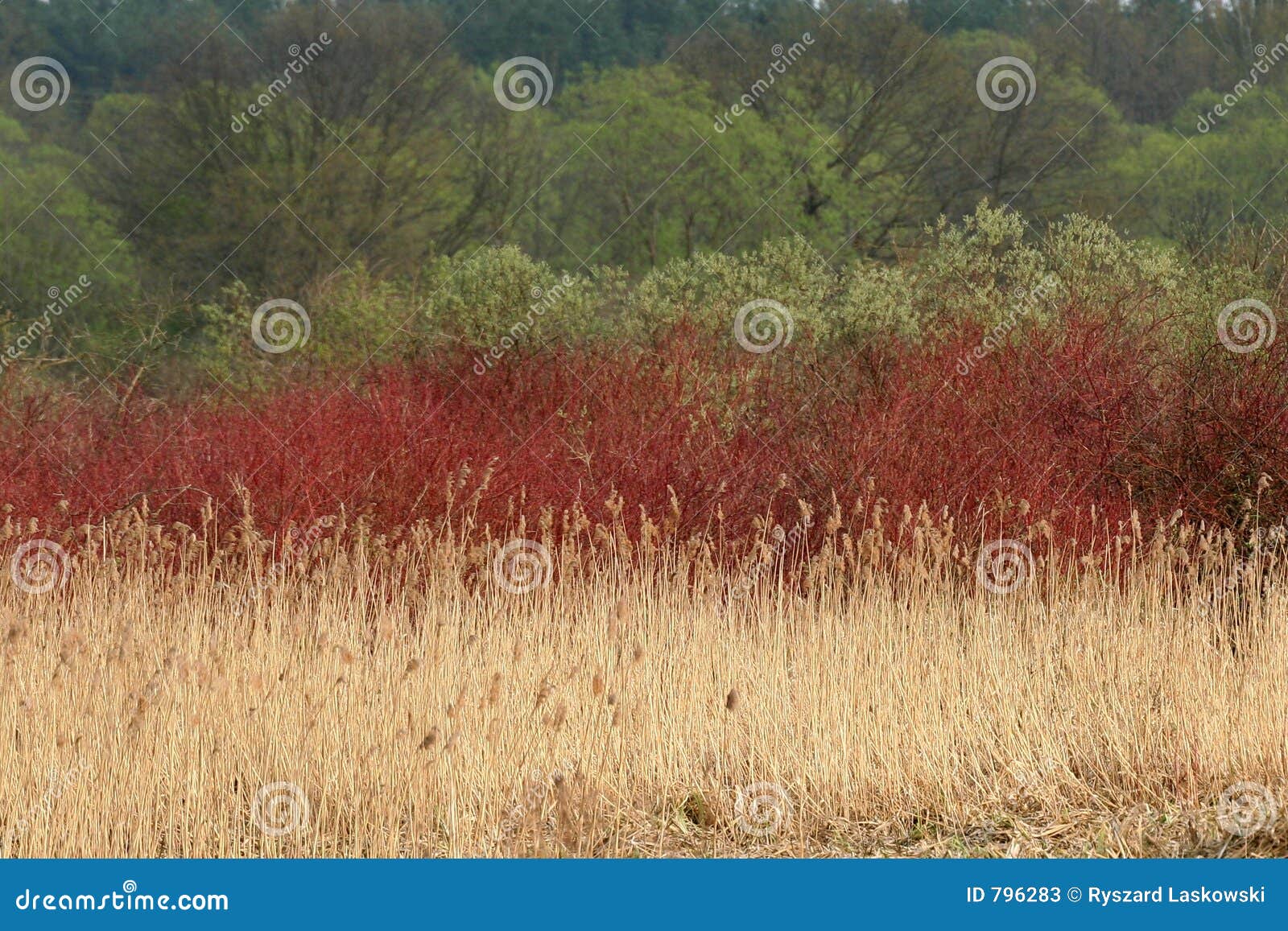 Bushes and trees stock image. Image of colors, landscape - 796283