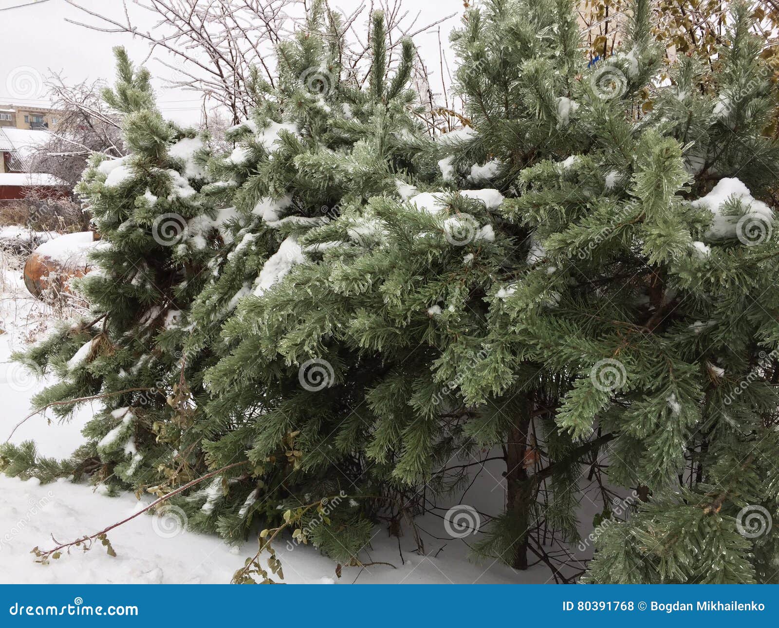 The Bushes and Trees after Icy Rain Stock Photo - Image of conifer ...