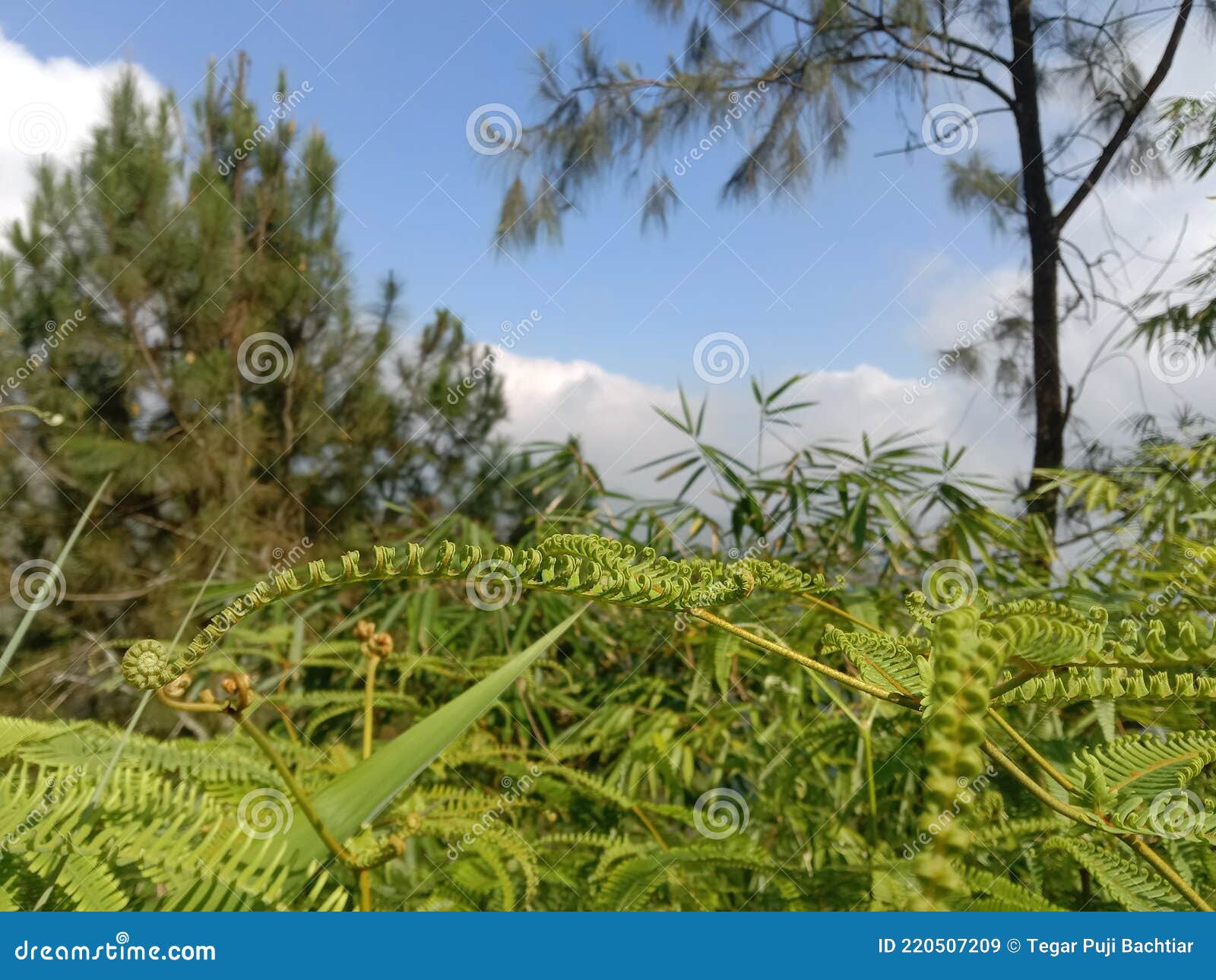 Bushes with Various Types of Plants Make a Beautiful Sight Stock Image ...
