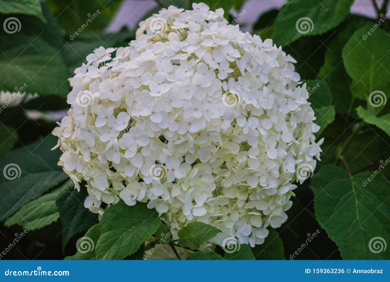 Bushes of a White Cone-shaped Hydrangea in a City Garden Stock Photo ...