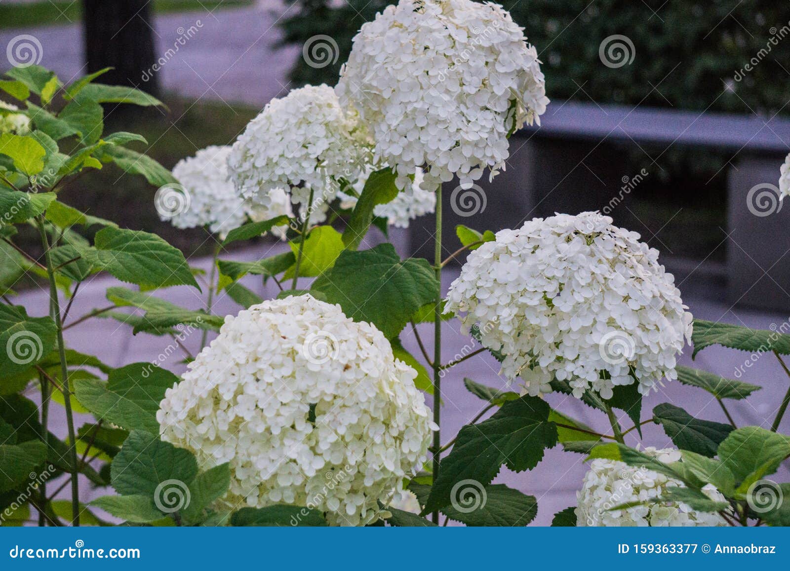 Bushes of a White Cone-shaped Hydrangea in a City Garden Stock Image ...