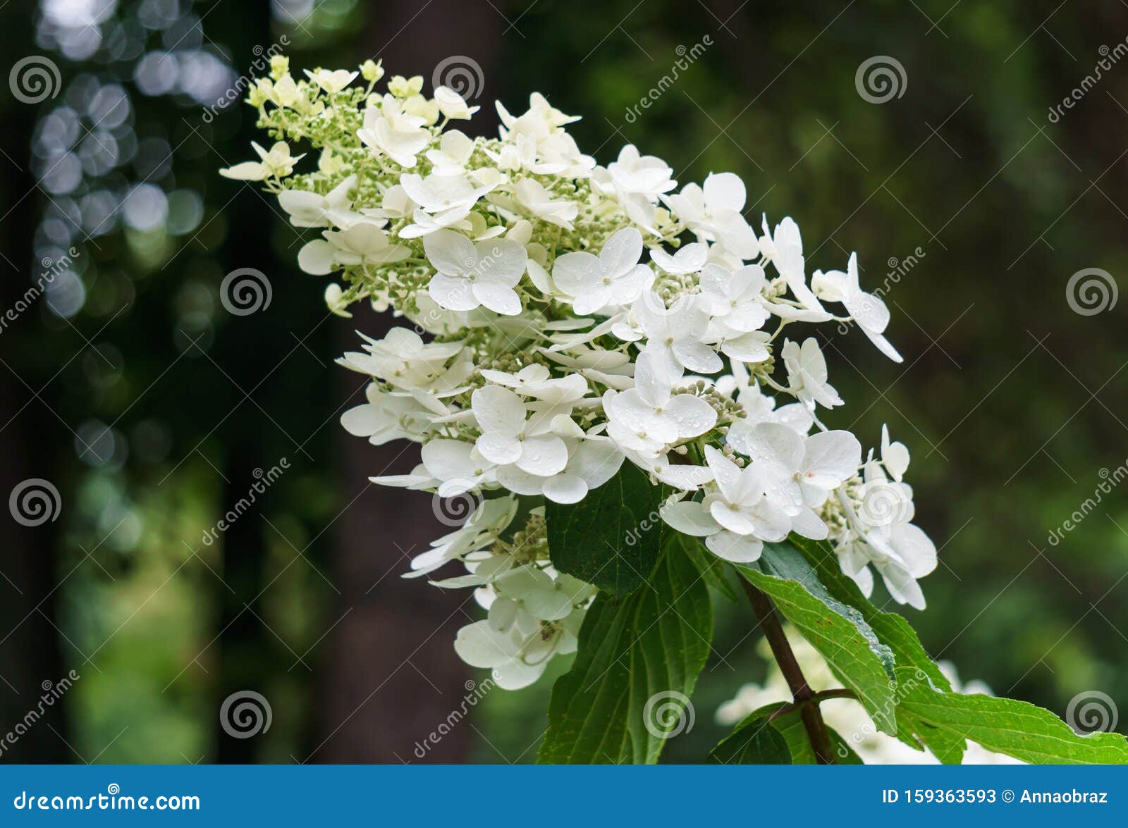 Bushes of a White Cone-shaped Hydrangea in a City Garden Stock Image ...