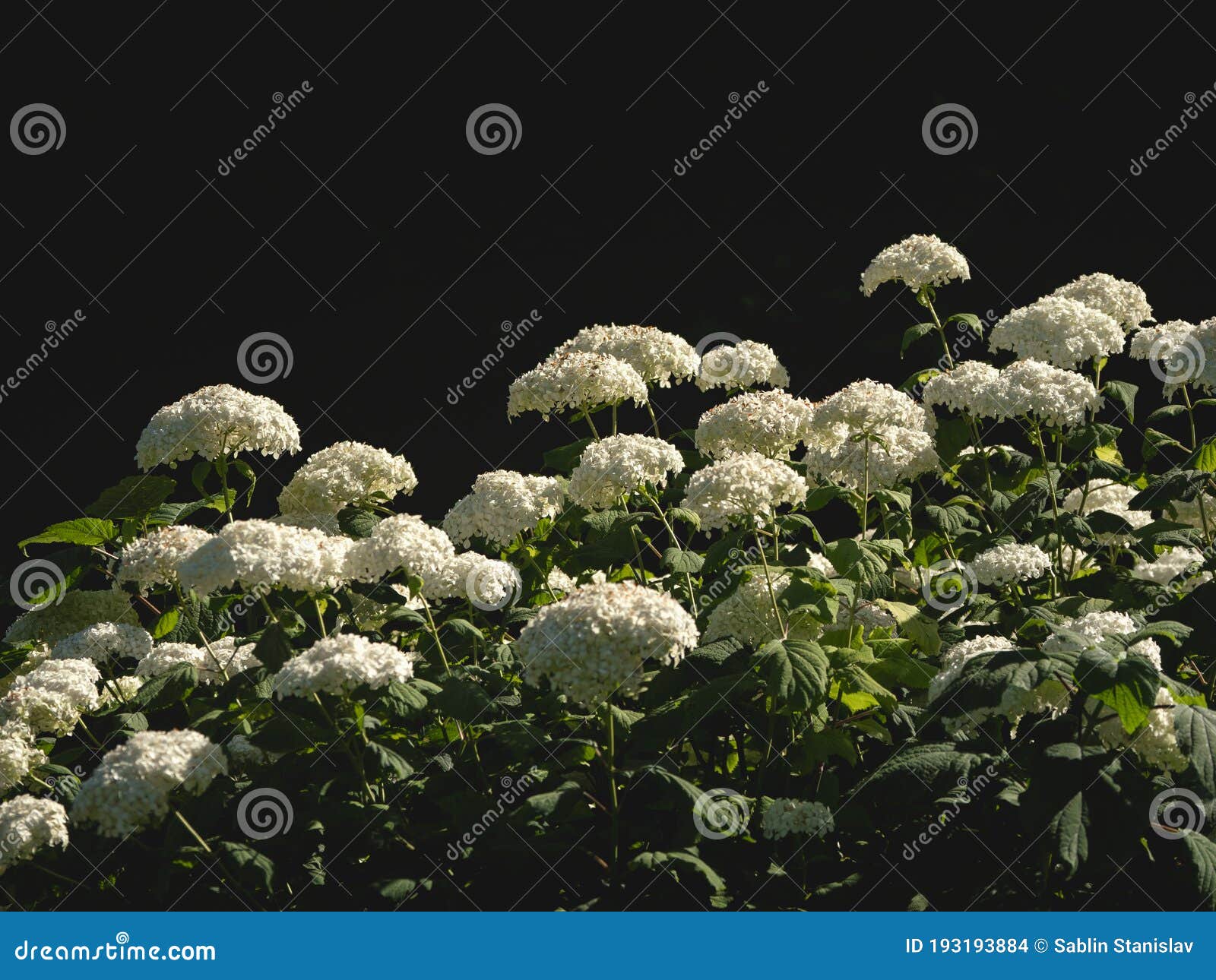 Bushes of a White Cone-shaped Hydrangea at Dark Background in the ...