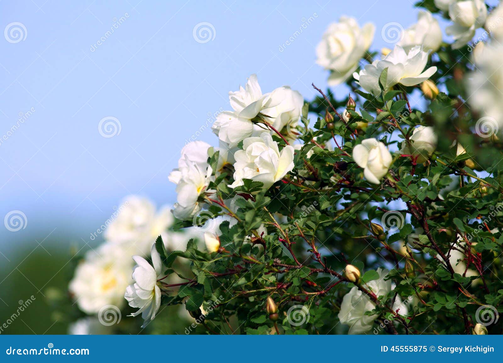 Bushes of White Roses, Soft Effect Stock Image - Image of green ...