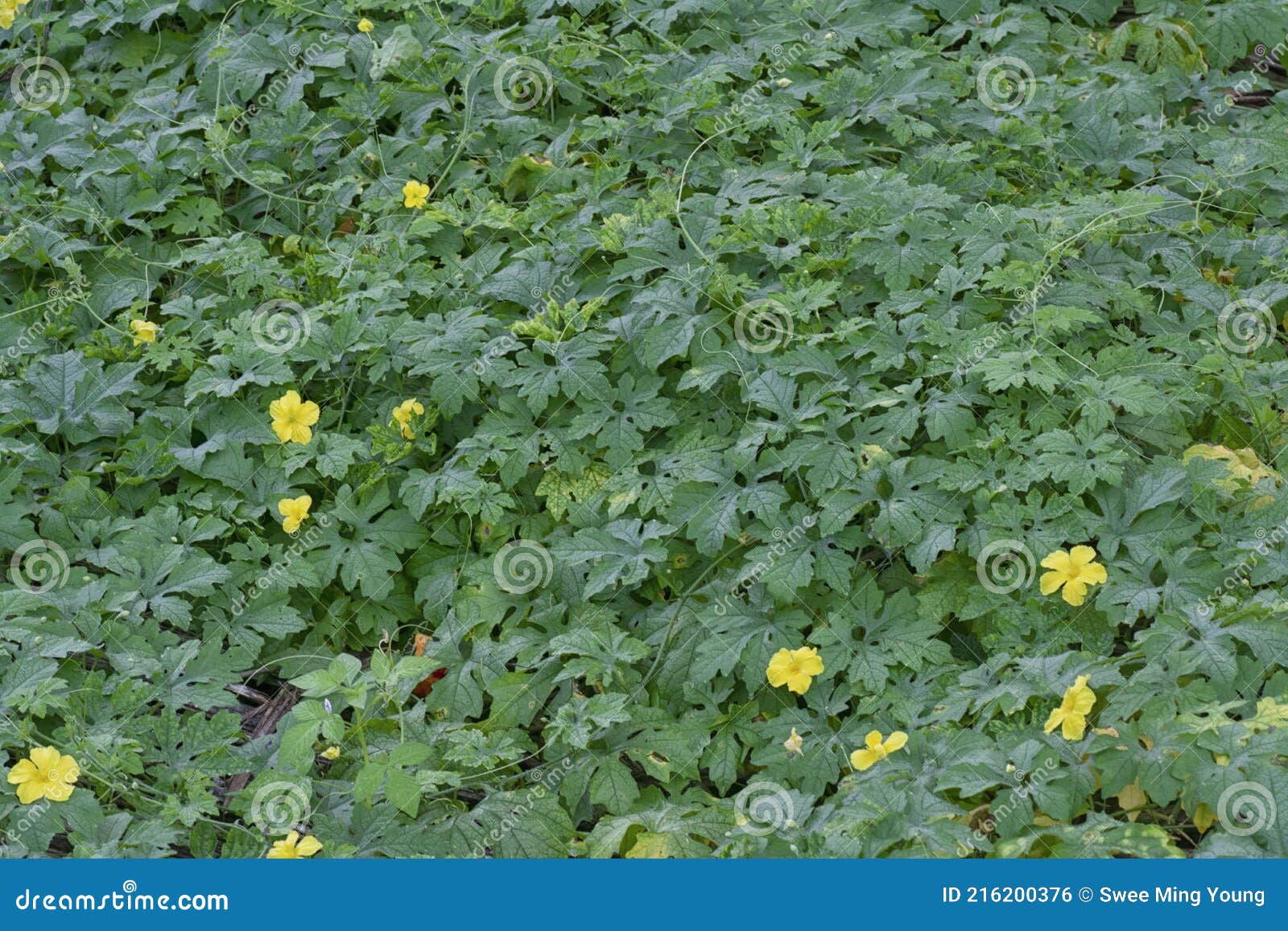 Bushes of Wild Balsam Pear Climbing Plant Stock Photo - Image of exotic ...