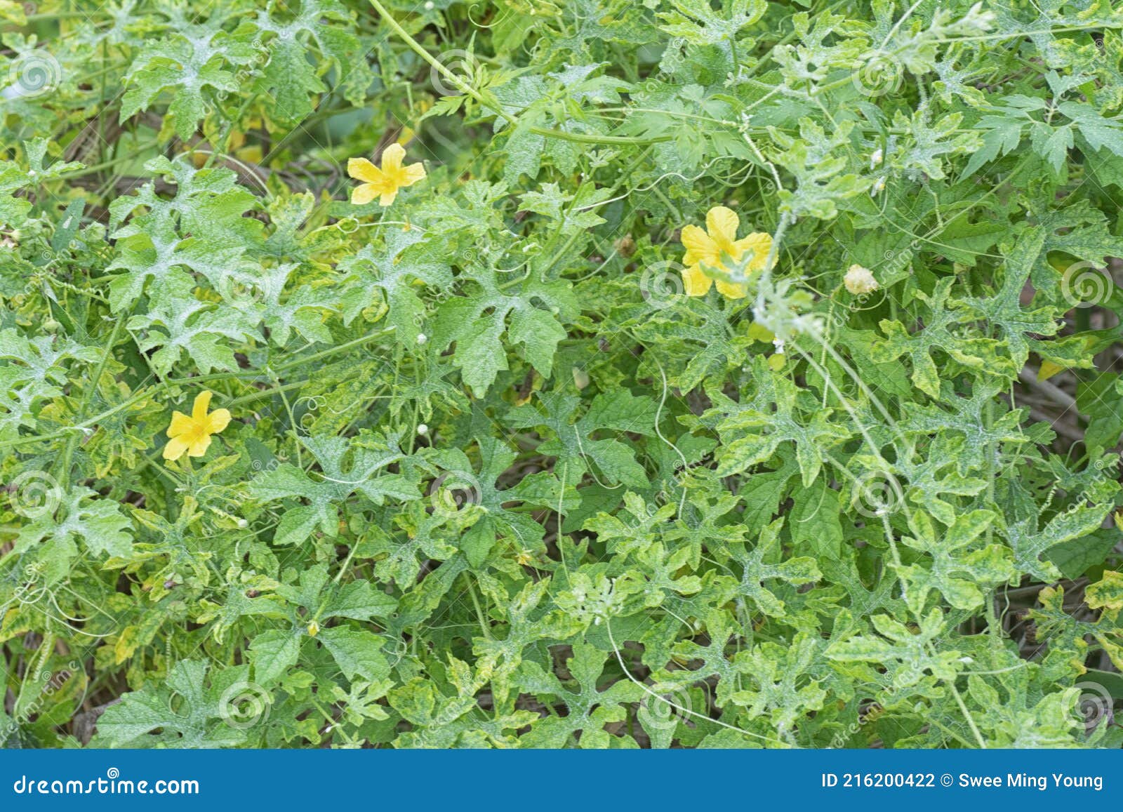 Bushes of Wild Balsam Pear Climbing Plant Stock Photo - Image of ...