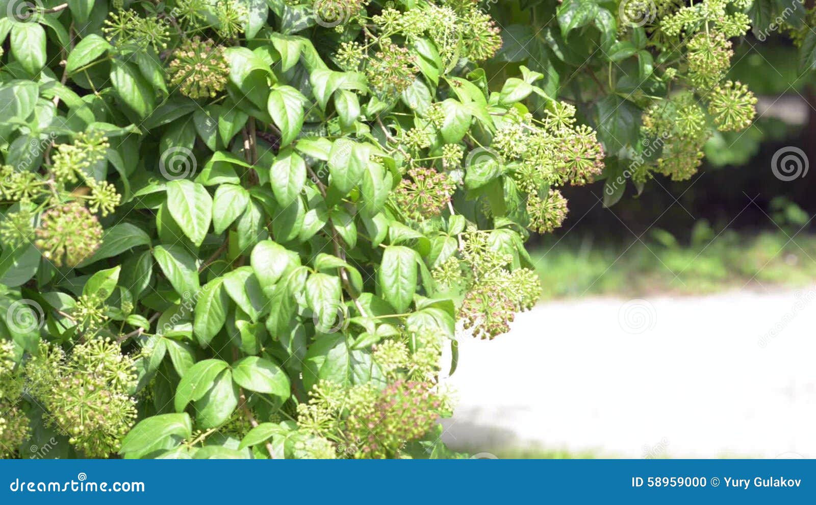 Bushes in the wind stock footage. Video of garden, circlling - 58959000