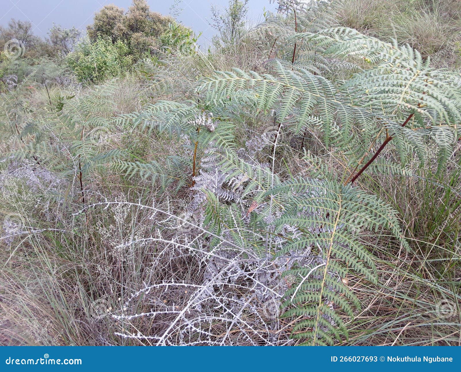 Bushes on winter stock image. Image of branch, frost - 266027693