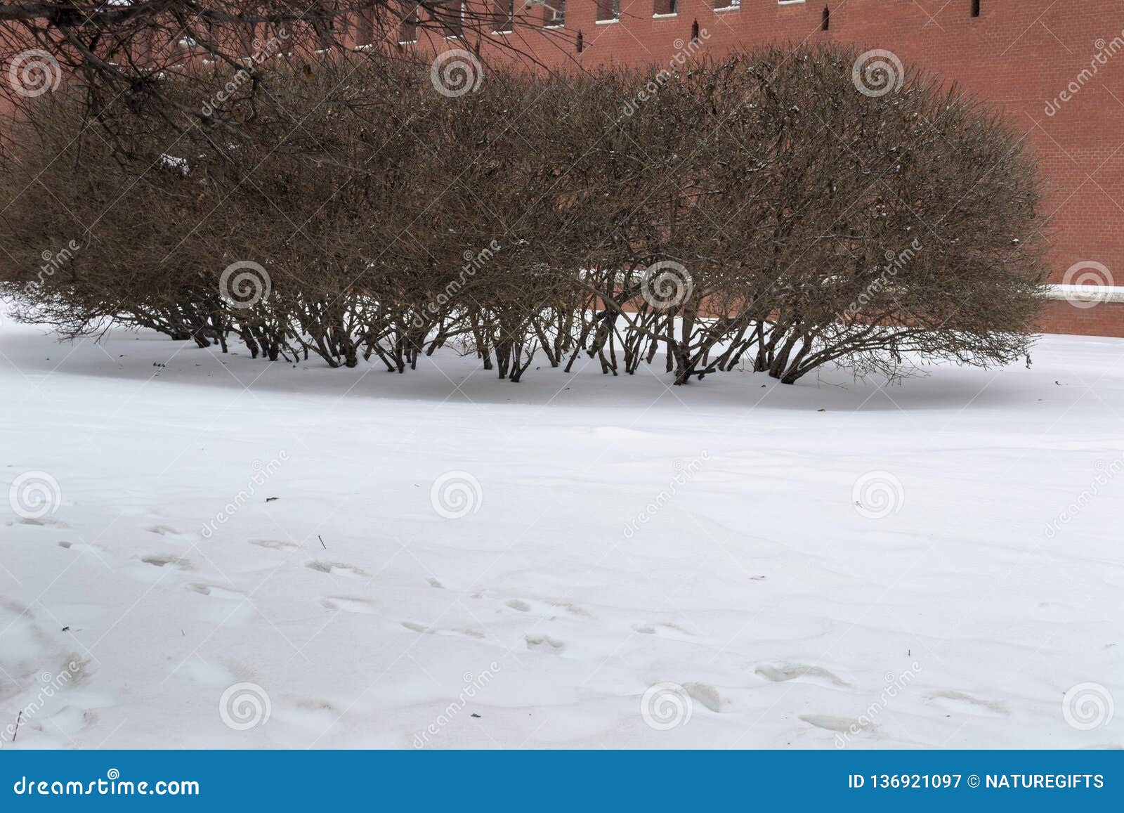Bushes in Winter stock image. Image of cold, winter - 136921097