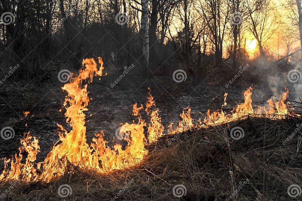 Bushfire stock photo. Image of ground, light, outdoor - 15730614