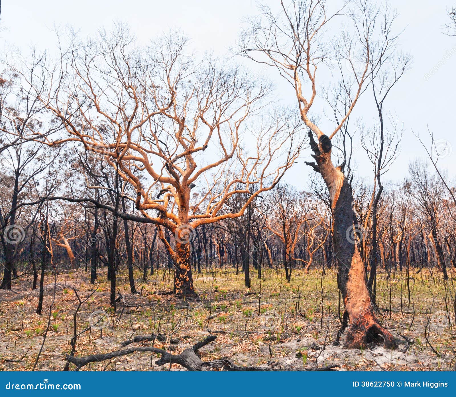 Bushfire aftermath stock photo. Image of australia, bush - 38622750