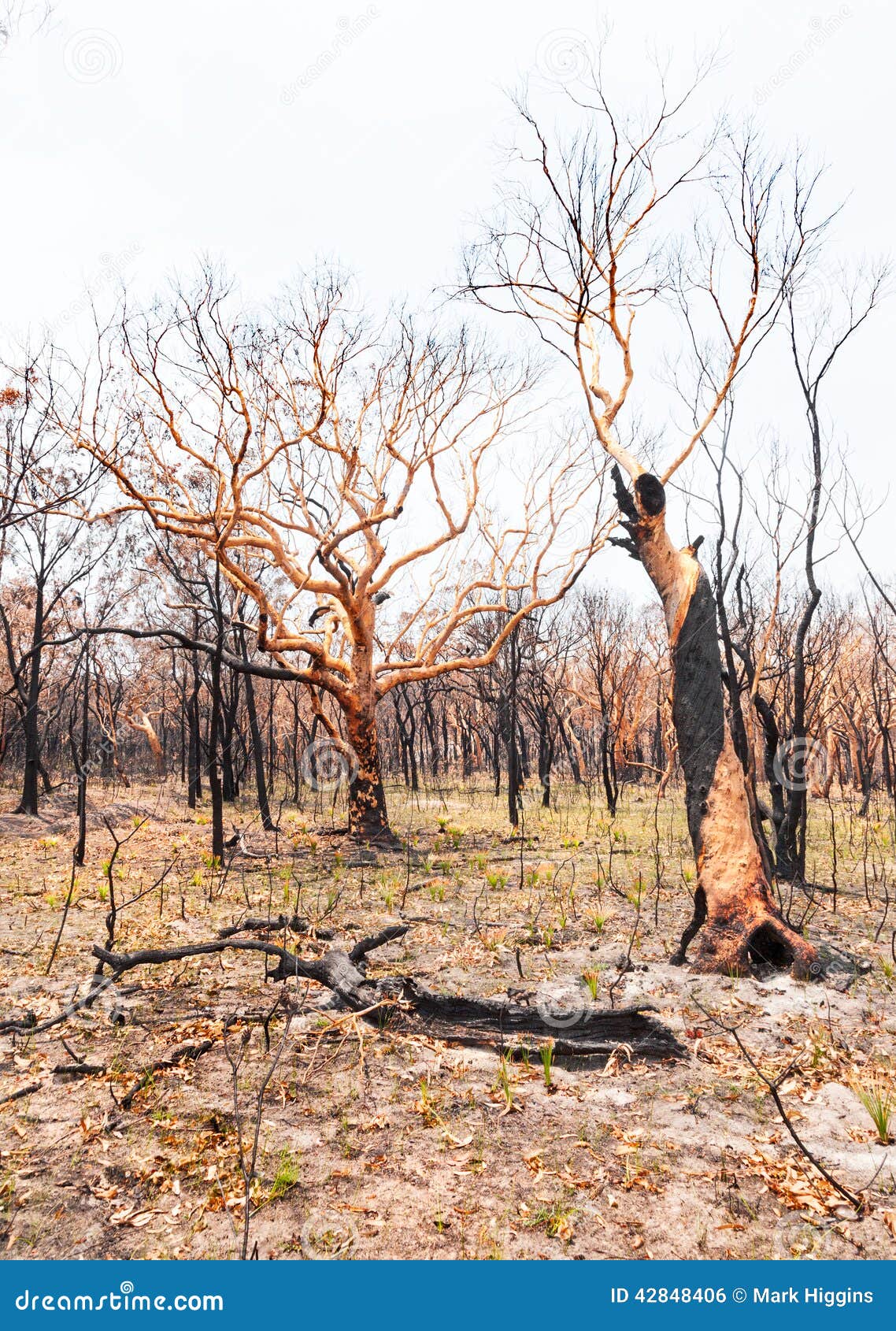 Bushfire aftermath stock photo. Image of australia, hill - 42848406