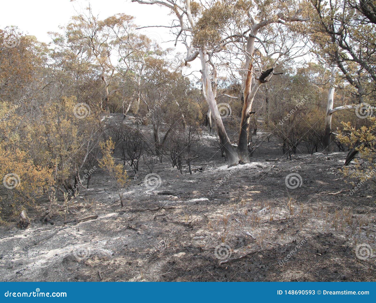 Bushfire aftermath stock image. Image of bushfire, tore - 148690593