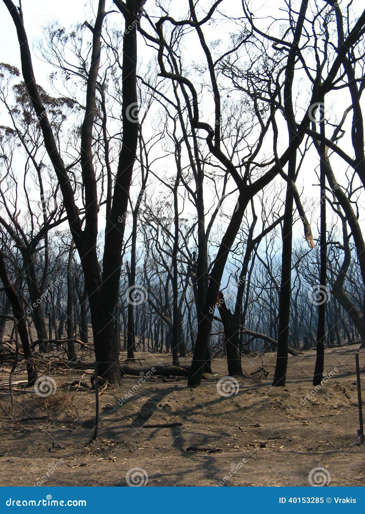 Burnt Trees stock image. Image of flowerdale, fire, bushfires - 40153285
