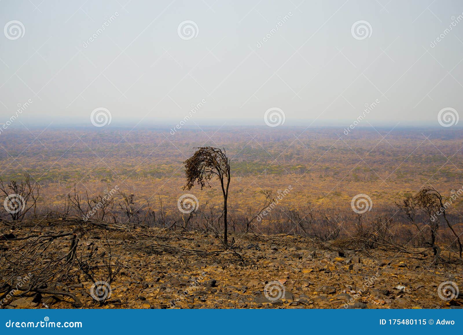 Bushfire Burnt Trees stock image. Image of eucalyptus - 175480115