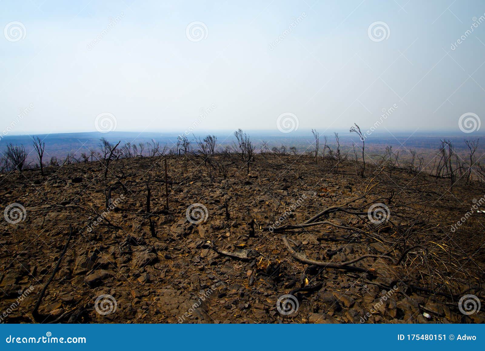Bushfire Burnt Trees stock image. Image of destruction - 175480151