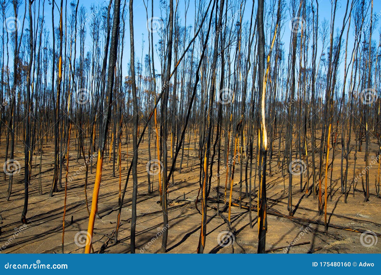 Bushfire Burnt Trees stock photo. Image of forest, black - 175480160