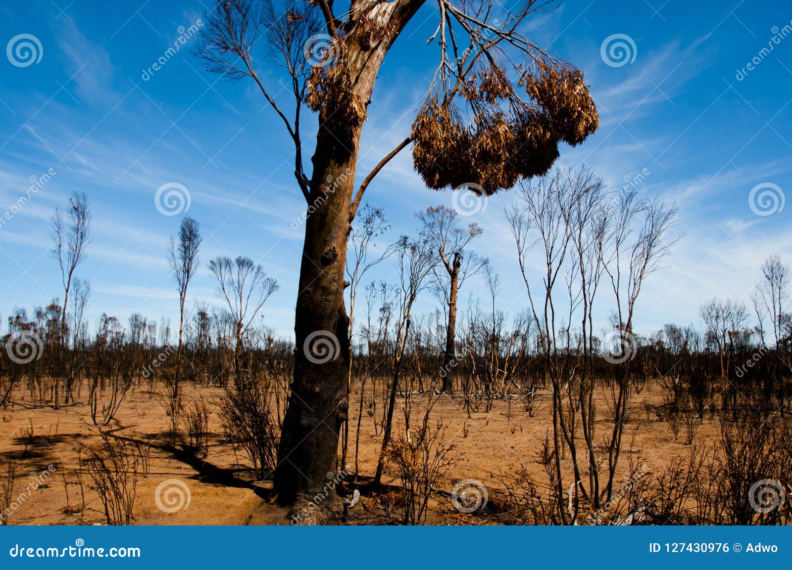 Bushfire Burnt Trees stock photo. Image of disaster - 127430976