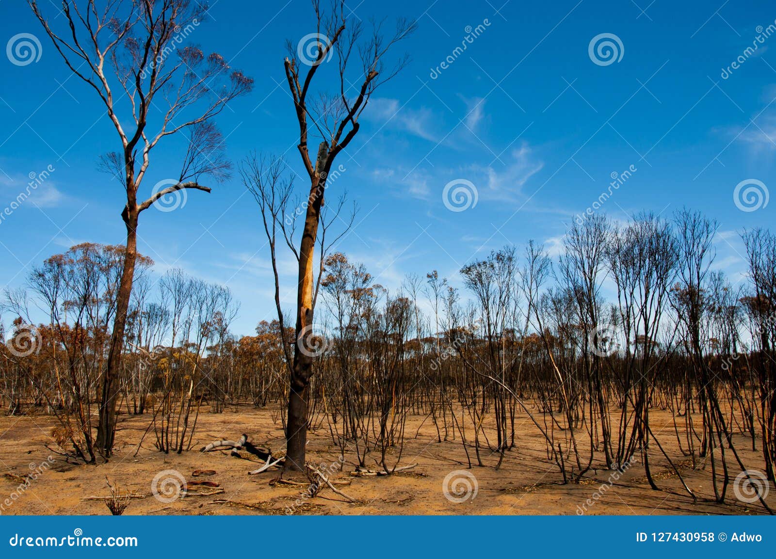 Bushfire Burnt Trees stock photo. Image of western, disaster - 127430958