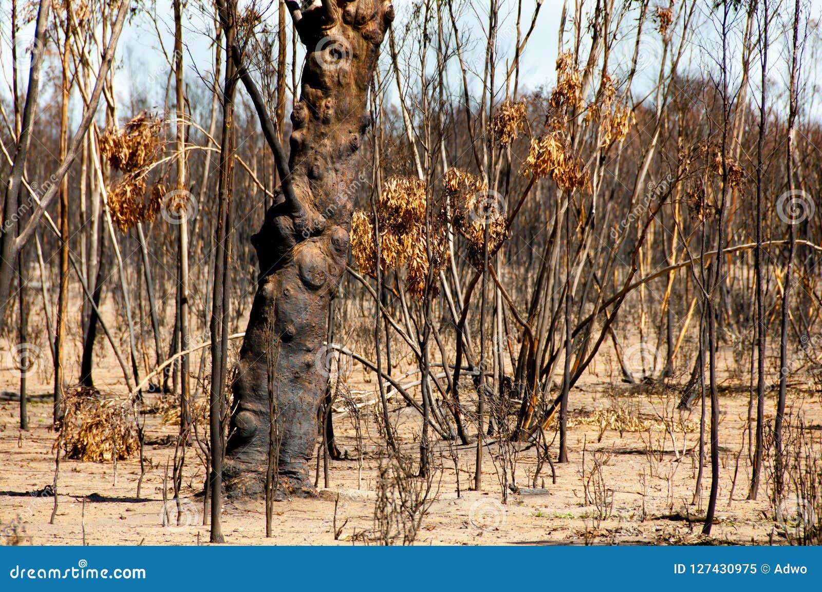 Bushfire Burnt Trees stock image. Image of nature, bushfire - 127430975
