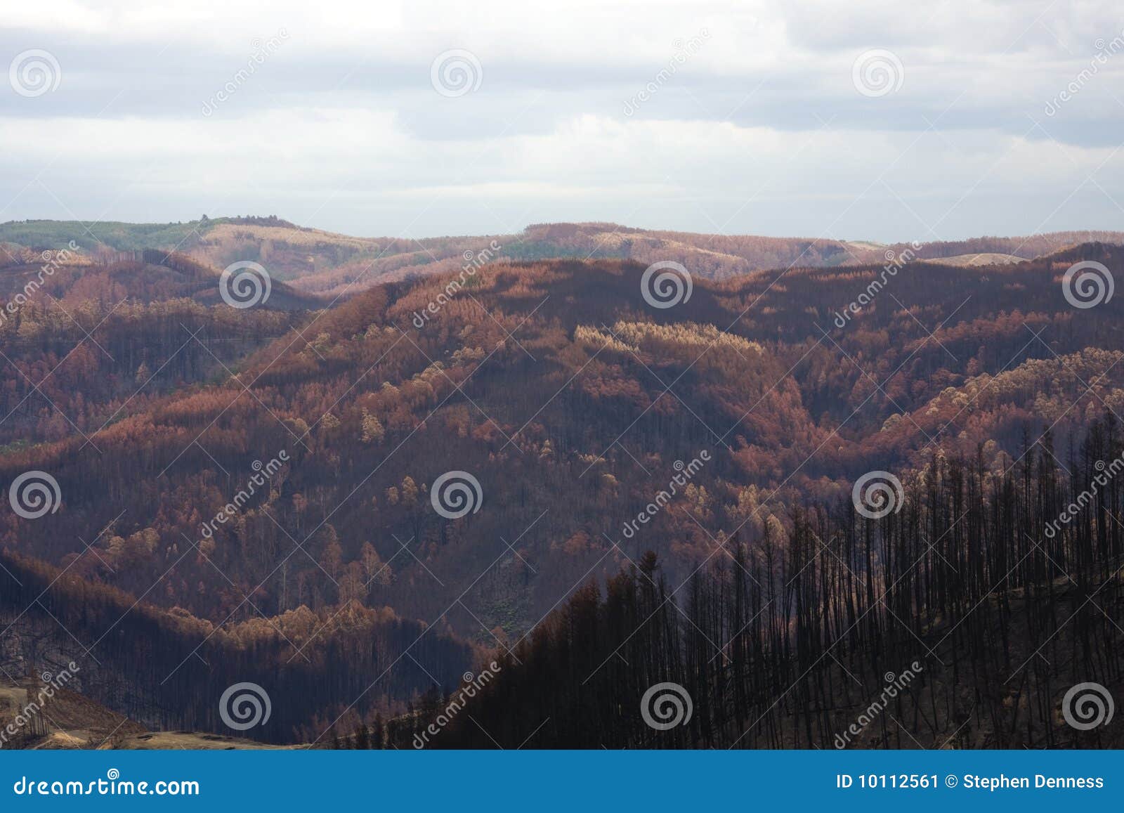 Bushfire Devastation stock image. Image of australia - 10112561