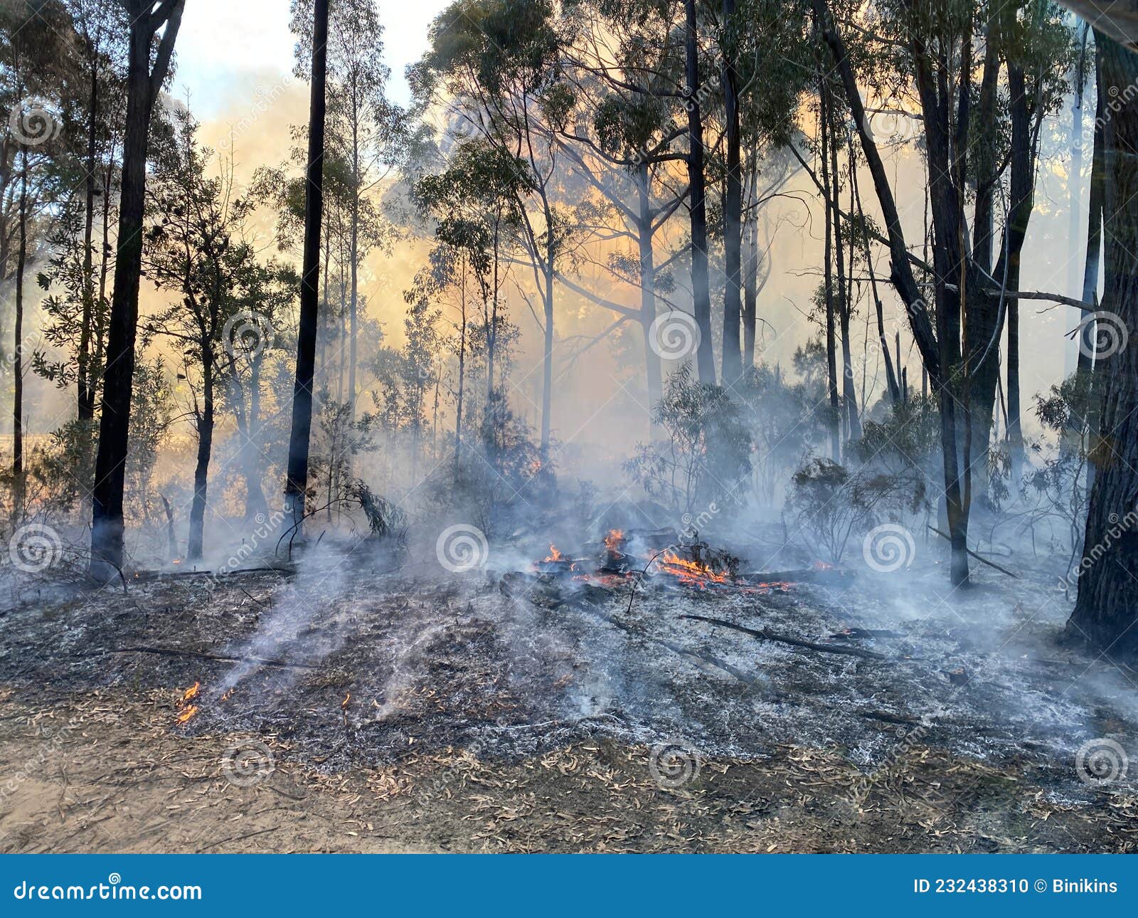 Bushfire Mitigation Burn stock photo. Image of hazard - 232438310